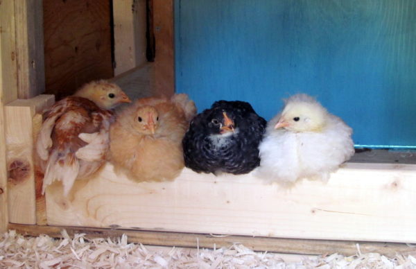 Basic Chick Care