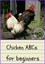 Chicken Terms for Beginners