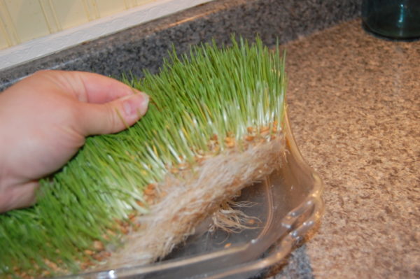 How to Grow Wheat Grass for Chickens