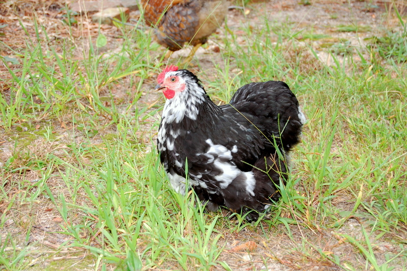 Mottled Cochin hen - The Cape Coop