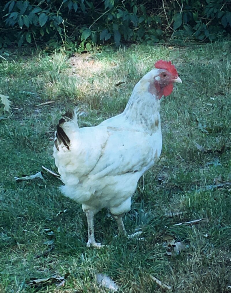 Gypsy - The Cape Coop