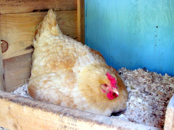 Chicken Terms for Beginners