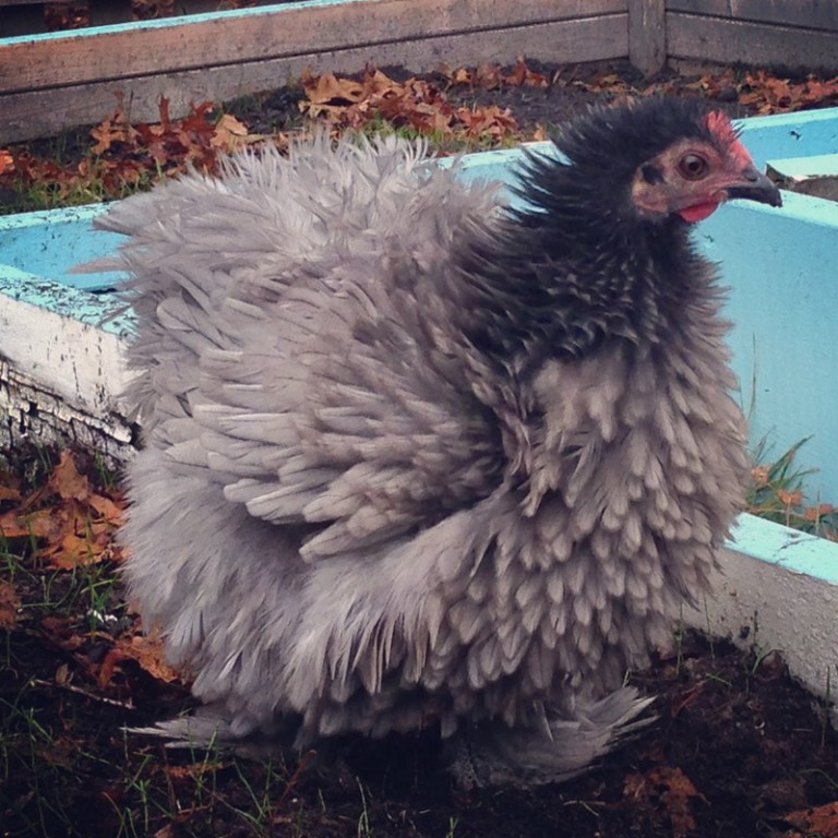 Frizzled Cochin - The Cape Coop