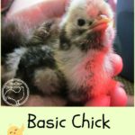 When Can Chicks Move Outside? - The Cape Coop