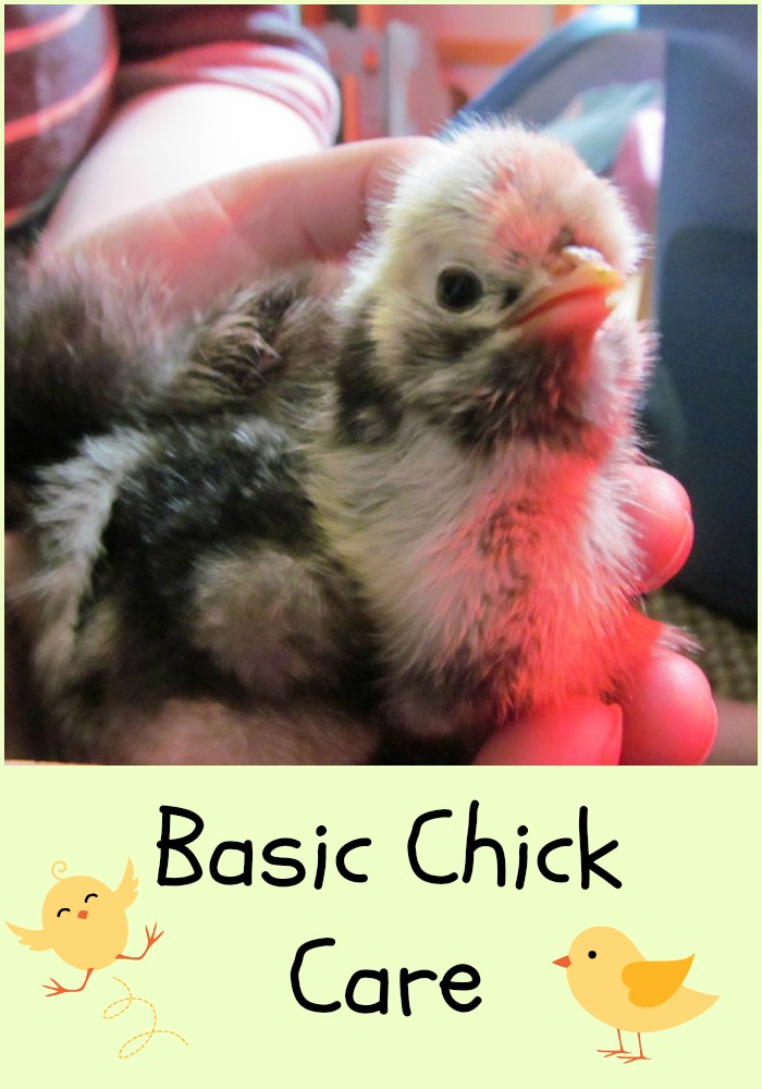 Learn the basics of caring for newborn chicks! - The Cape Coop