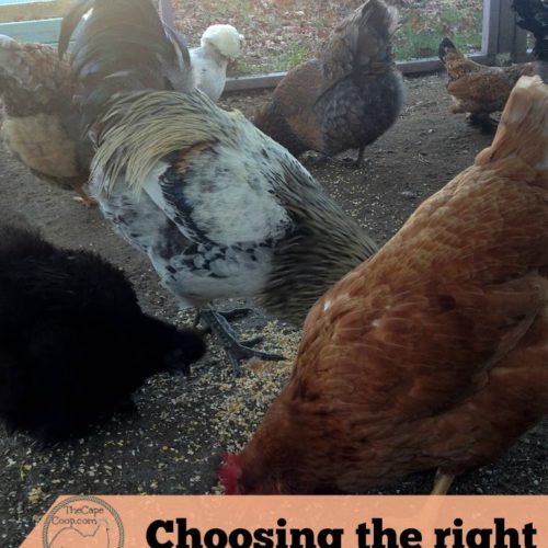 Best Chicken Breeds for Pets - The Cape Coop