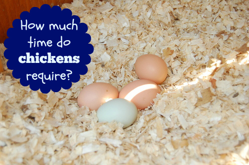 How much time do chickens require?