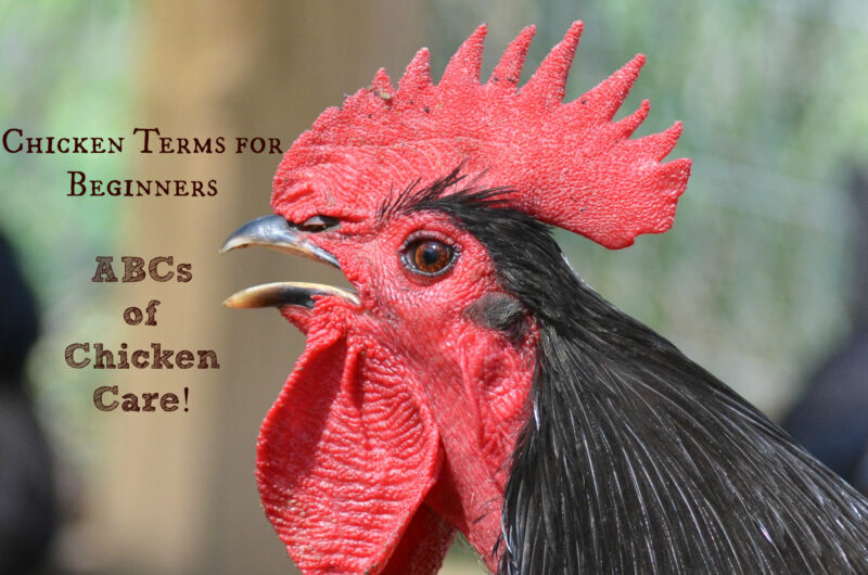 Chicken Terms for Beginners - The Cape Coop