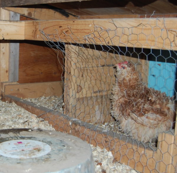 Integrating A Single Chicken to Your Flock