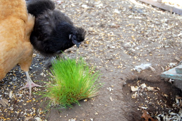 How to Grow Wheat Grass for Chickens