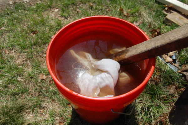Chicken Manure Tea for seedlings