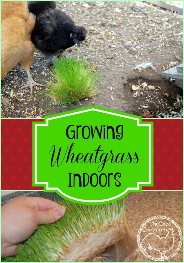 How to Grow Wheat Grass for Chickens