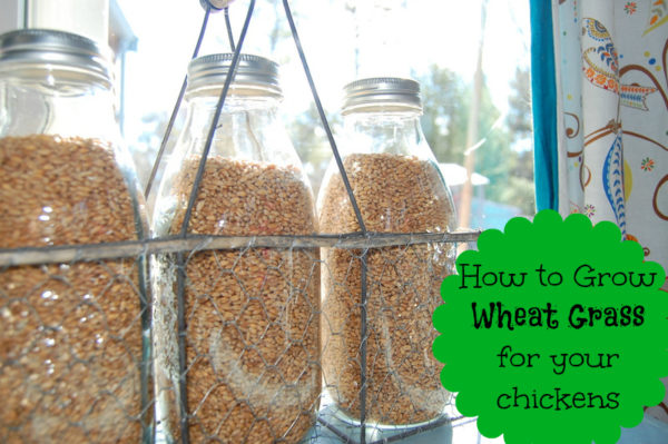 How to Grow Wheat Grass for Chickens