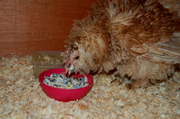 Chicken Comfort Food