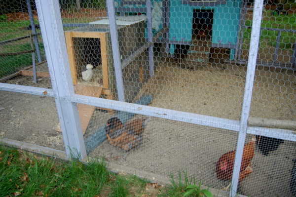 Introducing chicks to your flock