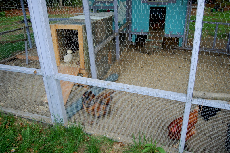 Introducing chicks to your flock