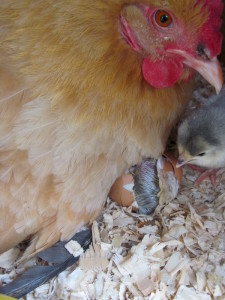 Hatching Eggs with a Broody Hen