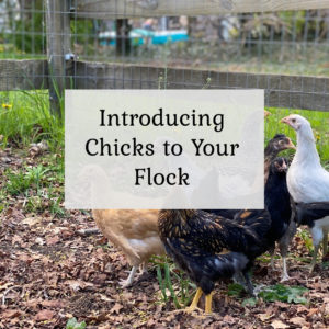 Introducing chicks to your flock