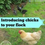 When Can Chicks Move Outside? - The Cape Coop