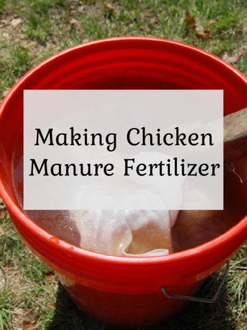 Chicken Manure Tea for seedlings
