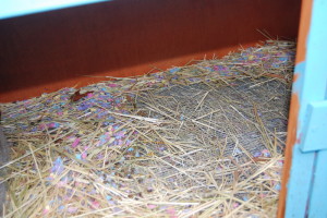 Improving a store bought rabbit hutch