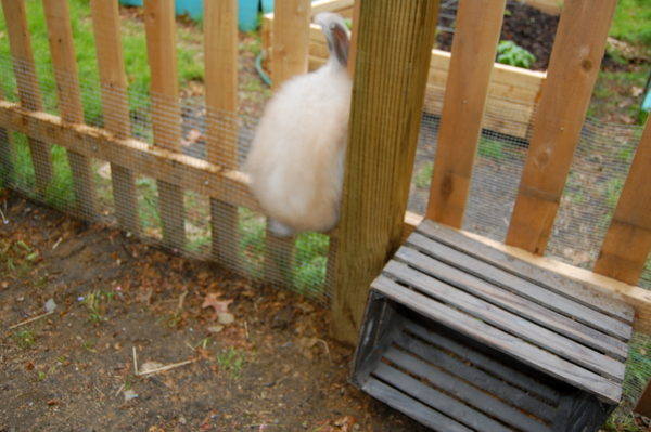 Lessons from a rabbit newbie