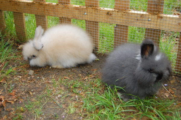 Lessons from a rabbit newbie