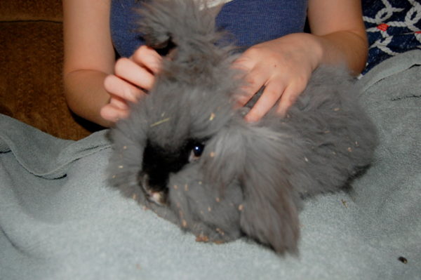 How to Groom Angora Rabbits