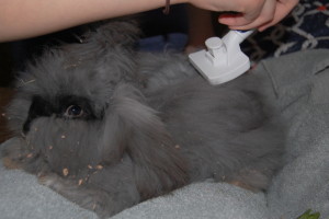 How to Groom Angora Rabbits