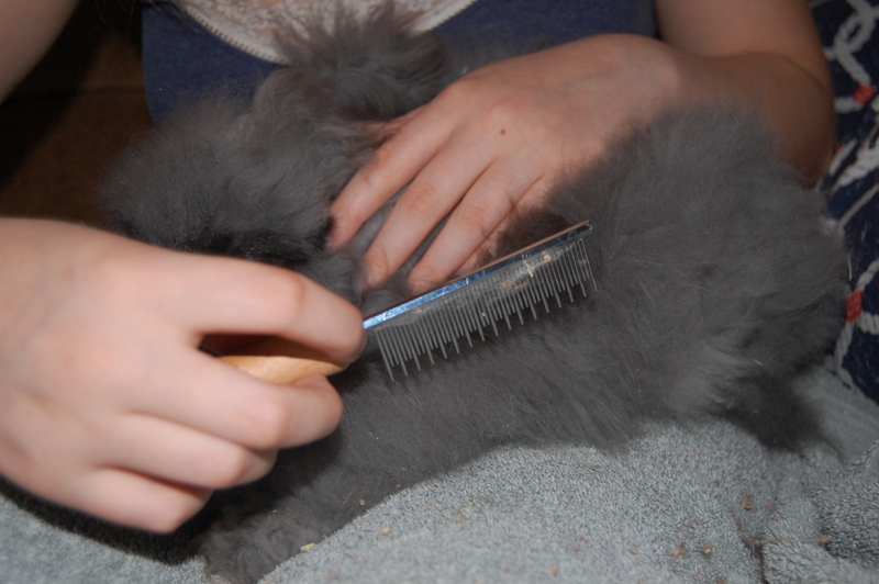 Grooming Angora Rabbits - The Cape Coop