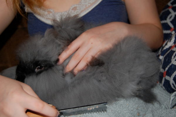 How to Groom Angora Rabbits