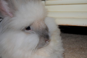 How to Groom Angora Rabbits