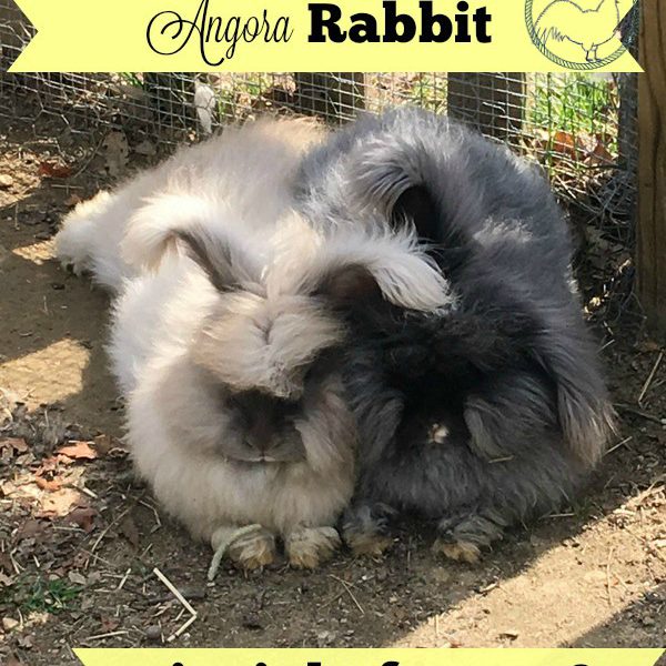 How to Groom Angora Rabbits