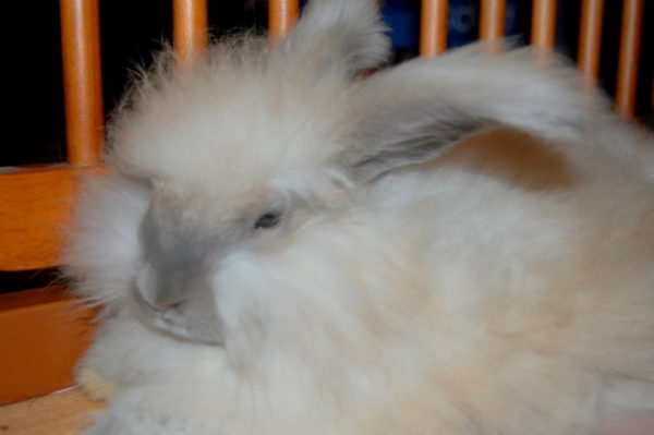 How much time do rabbits require? Basic rabbit chores