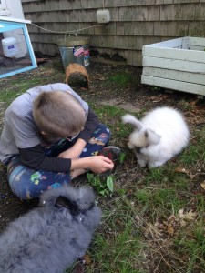 How much time do rabbits require? Basic rabbit chores