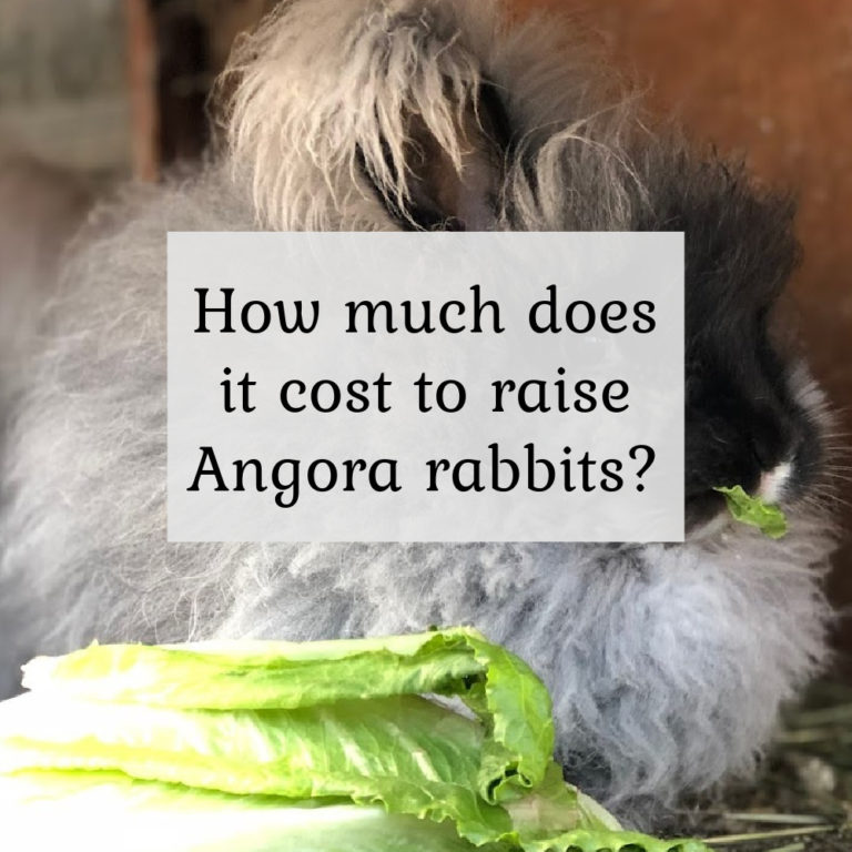 How much does it cost to raise Angora rabbits?