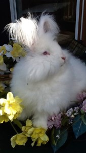 What breed Angora rabbit is right for you?