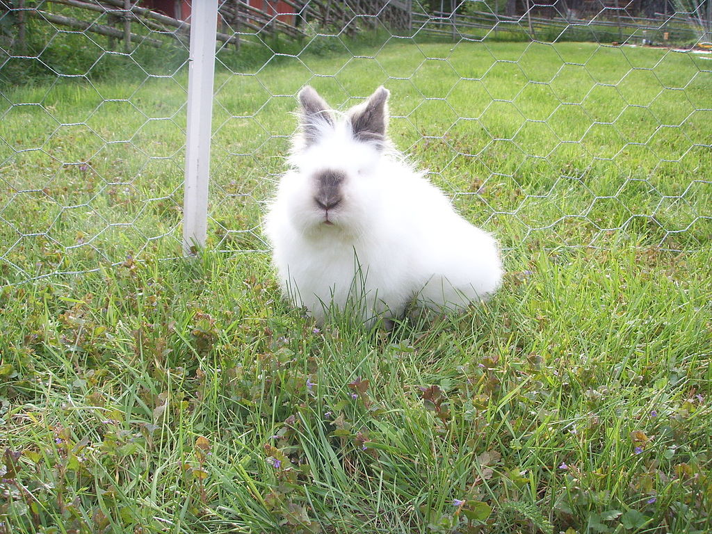 What breed Angora rabbit is right for you?