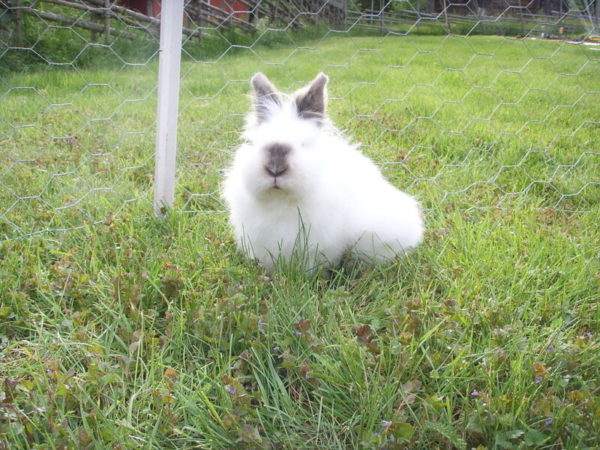 What breed Angora rabbit is right for you?