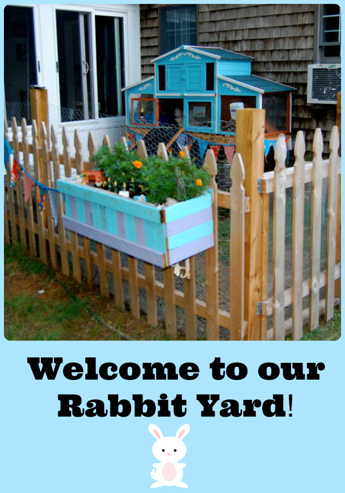 Tour our Angora rabbit's outdoor home - The Cape Coop