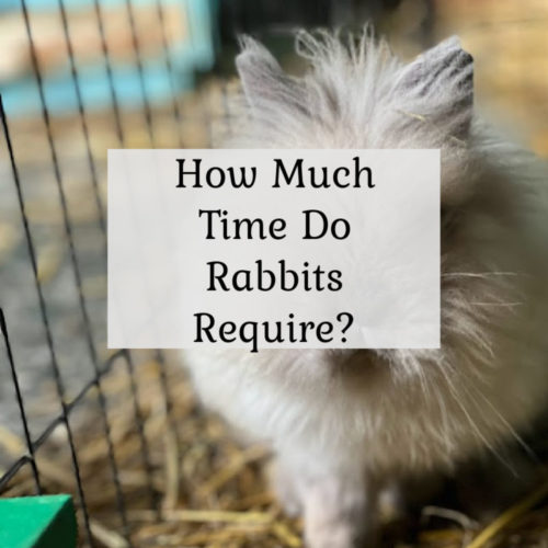 How much time do rabbits require? Basic rabbit chores