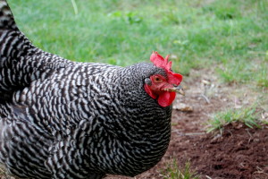 What to do with aging hens