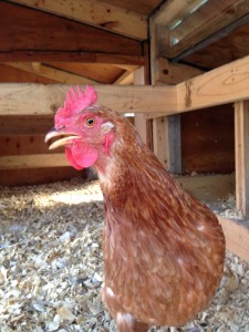 What to do with aging hens