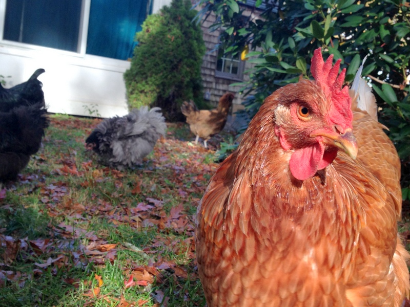 What to do with aging hens