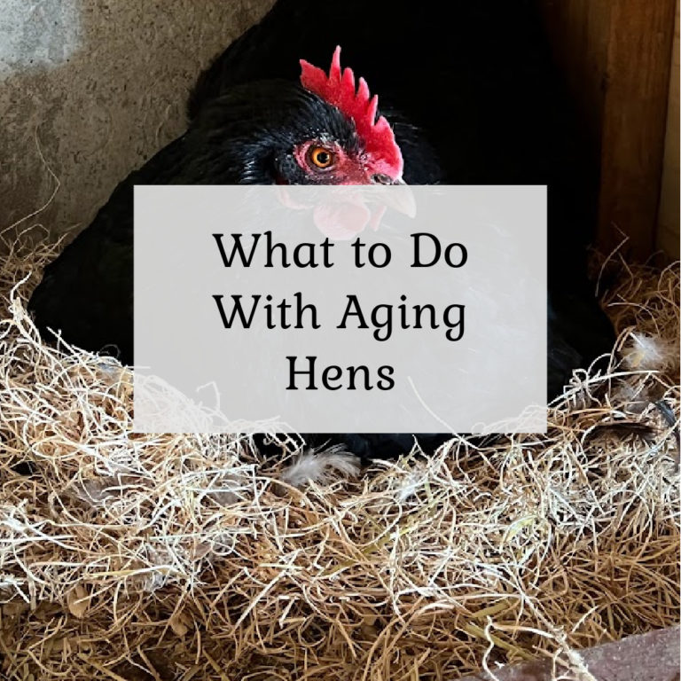 What to do with aging hens