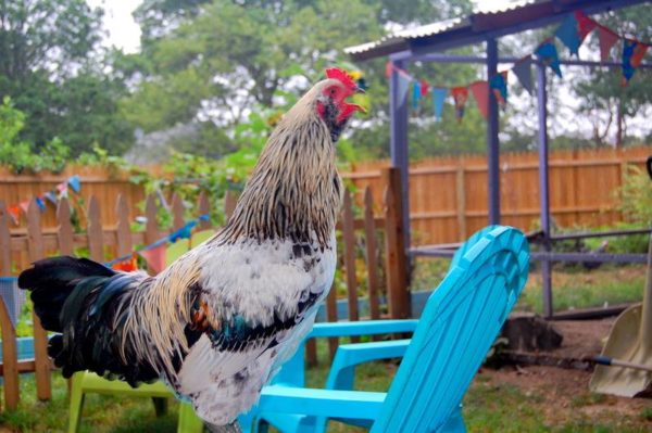 The Rooster Question