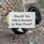 The Rooster Question