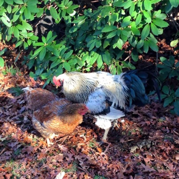 The Rooster Question