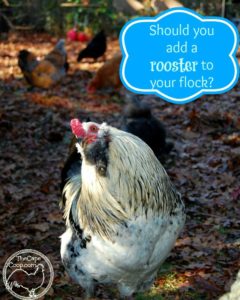 The Rooster Question