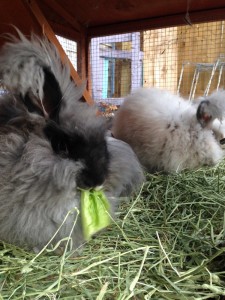 GI Stasis What Every Rabbit Owner Needs to Know